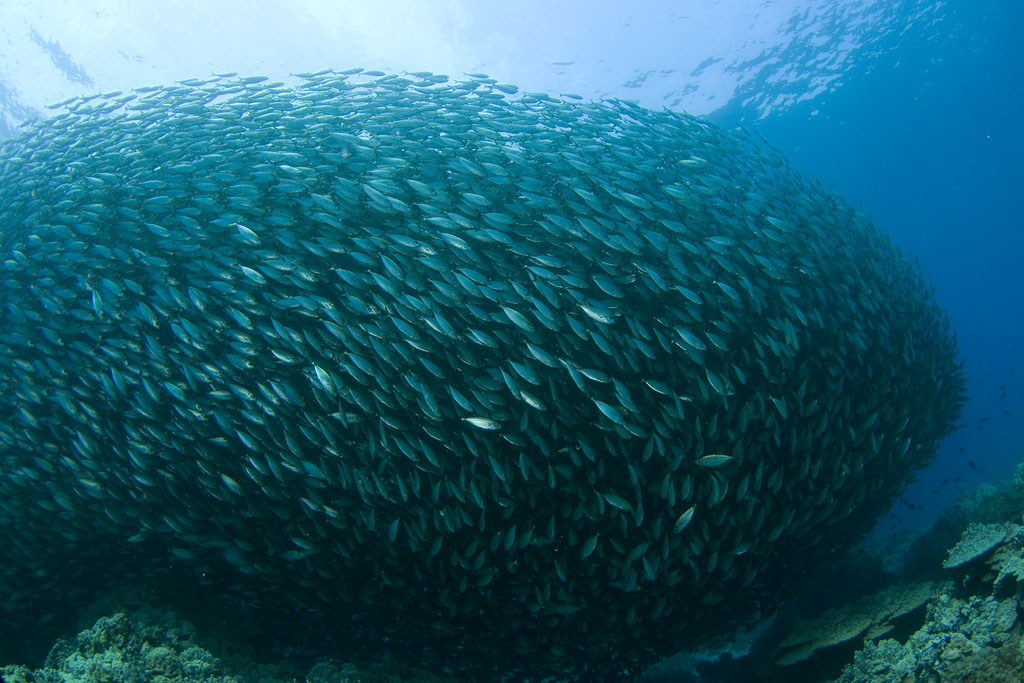 CAS (Complex Adaptive Systems) | EVOLUTIONARY URBANISM